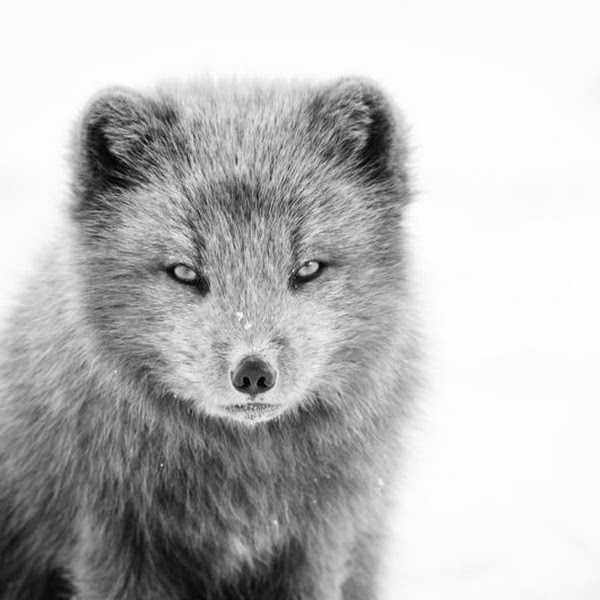 Organisms of Iceland (lífverur Íslands) | Project Noah