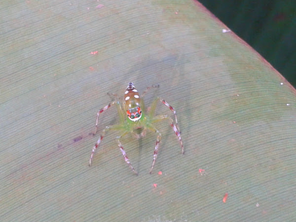 Jumping Spider | Project Noah