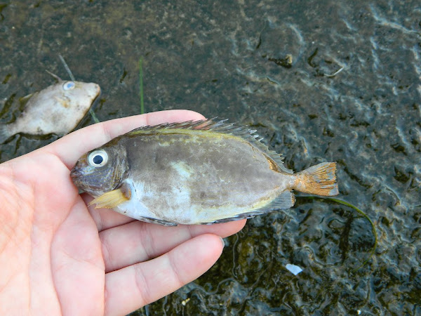 Dusky spinefoot (Αγριόσαλπα μαύρη) | Project Noah