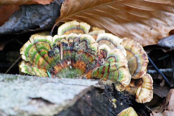 Green Turkey Tail Fungus | Project Noah