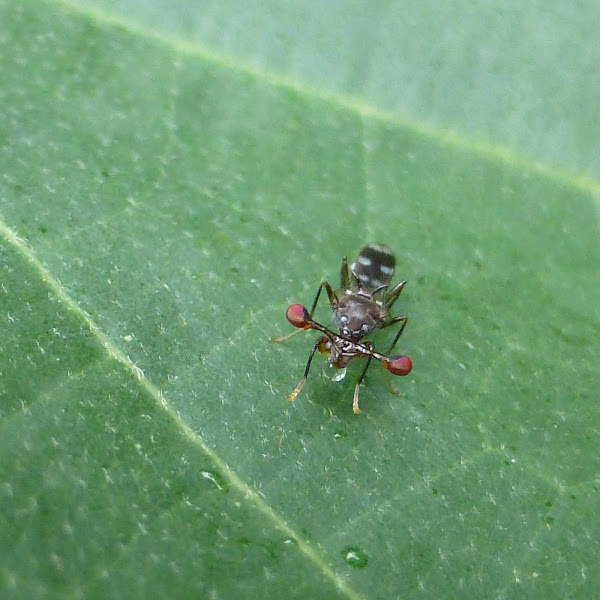 Stalk-eyed Fly | Project Noah