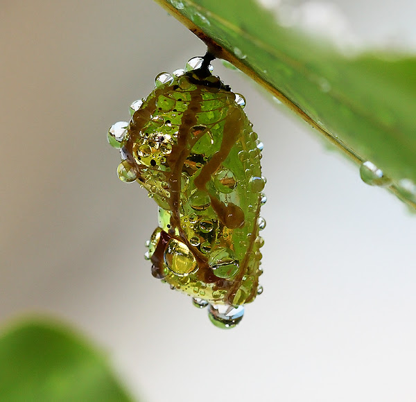 Common Crow butterfly chrysalis | Project Noah