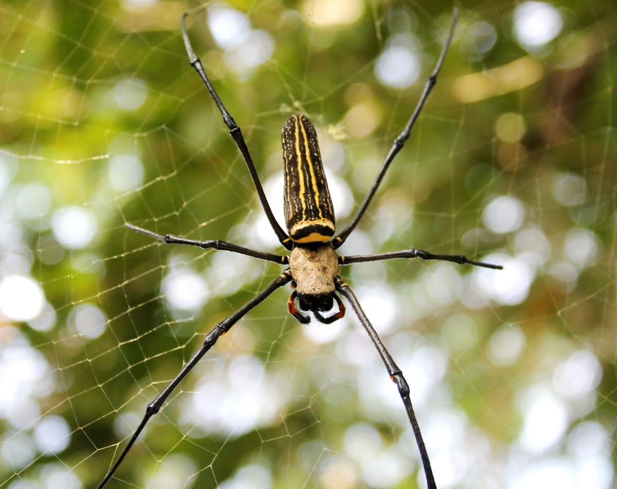 Golden orb spider | Project Noah