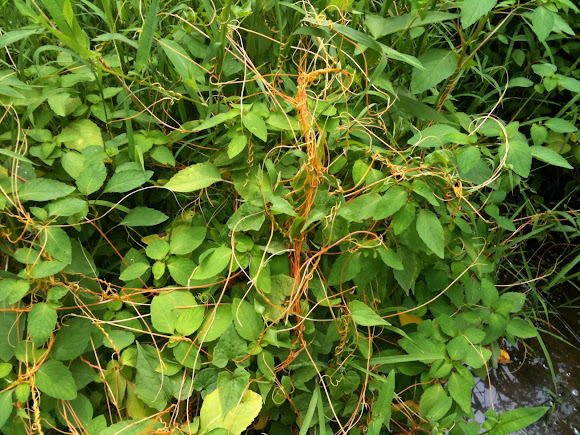Dodder (parasitic plant) | Project Noah