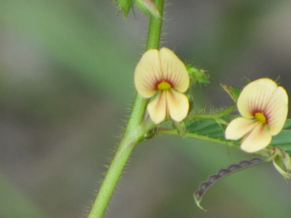 Shyleaf/American joint vetch | Project Noah