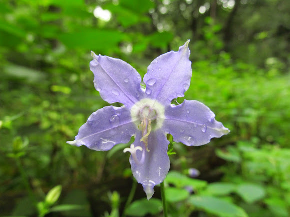 American Bellflower | Project Noah