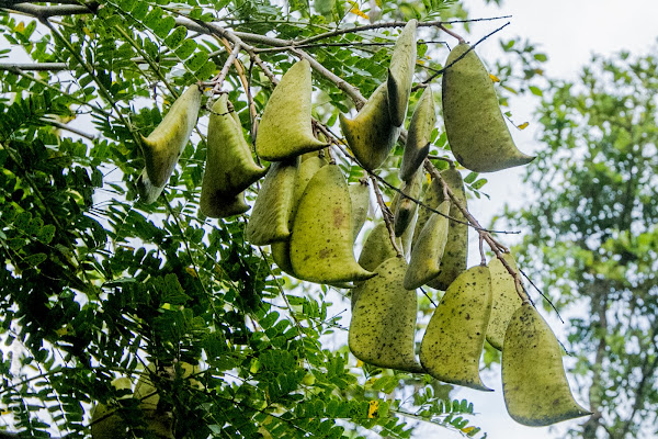 Spotting | Project Noah