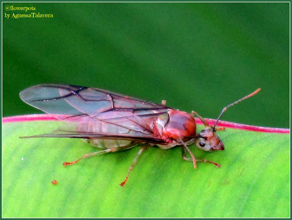 Winged Queen Green Ant | Project Noah