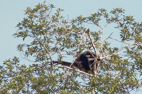 Grey Gibbon | Project Noah