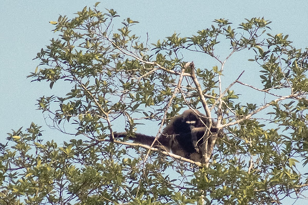 Grey Gibbon | Project Noah