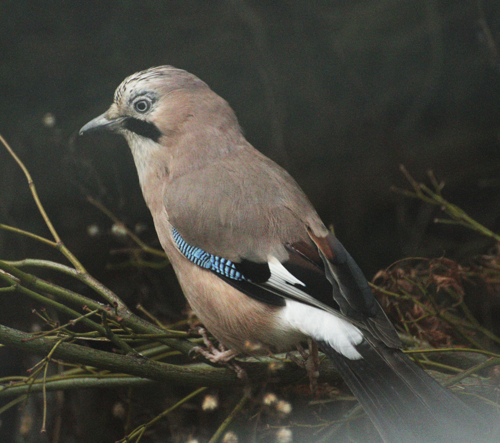 Eurasian Jay | Project Noah