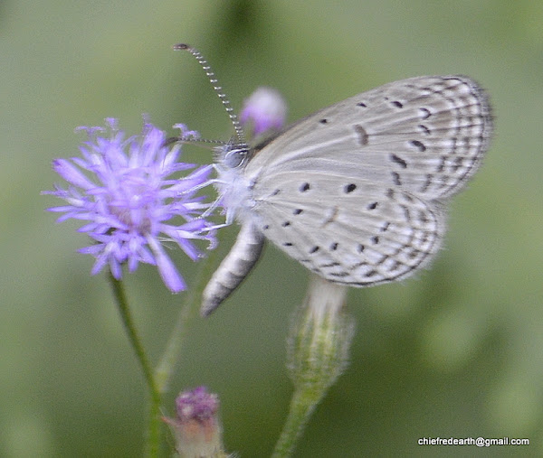 Tiny Grass Blue | Project Noah