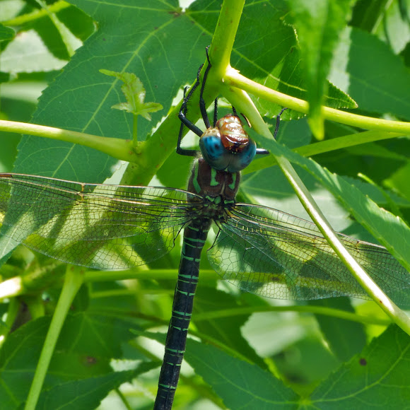 Swamp Darner dragonfly (male) | Project Noah