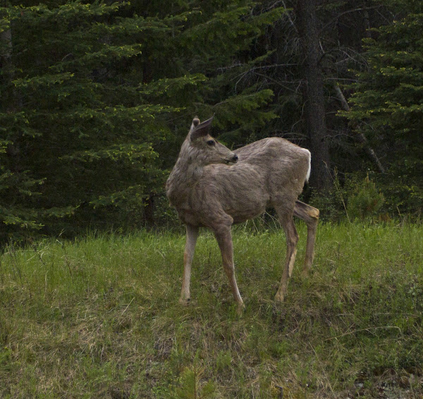 Rocky Mountain Mule Deer | Project Noah