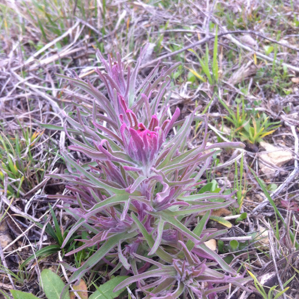 Indian Paintbrush | Project Noah
