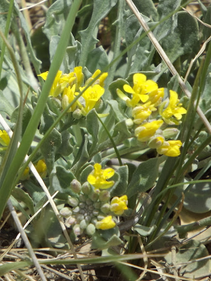 Bell's Twinpod | Project Noah