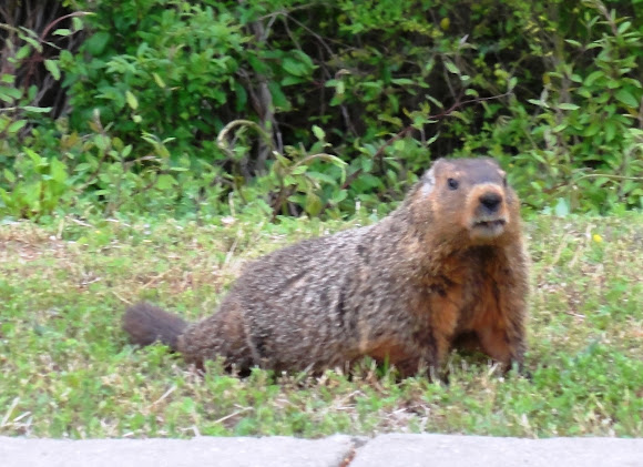 Groundhog | Project Noah