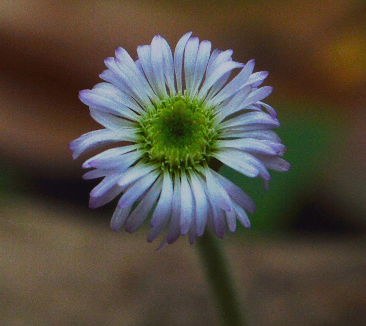 Blue Bottle-daisy | Project Noah