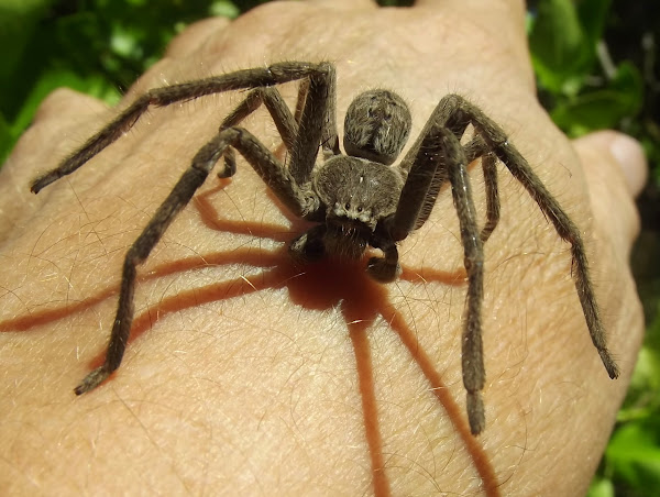 Grey huntsman spider | Project Noah