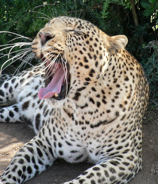 Leopard | Project Noah