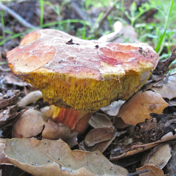 Admirable Bolete | Project Noah