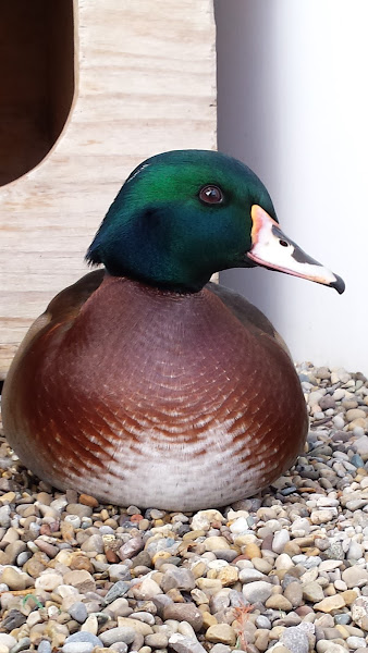wood duck-mallard duck hybrid | Project Noah