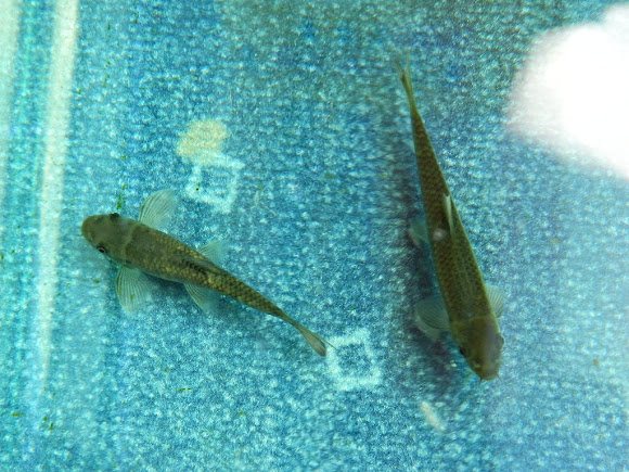 Doctor fish | Project Noah