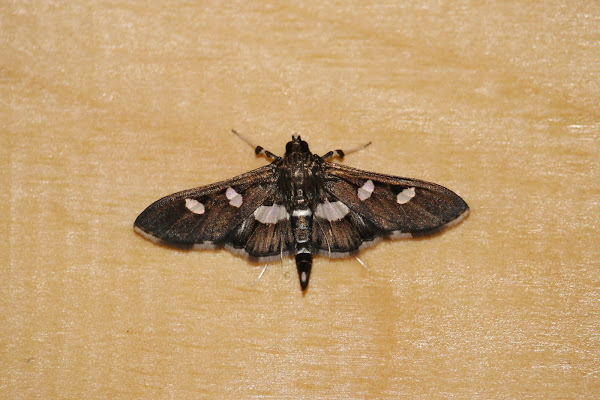 Grape Leafroller Moth | Project Noah