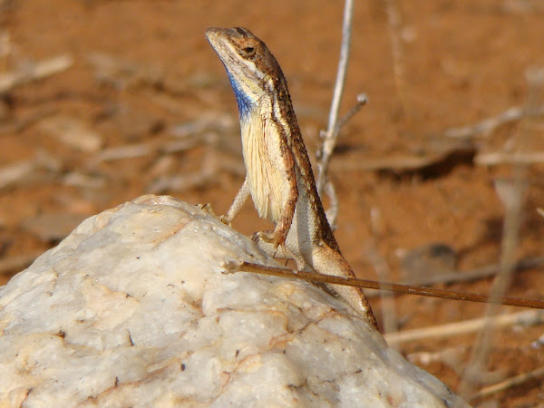 Fan-throated lizard | Project Noah