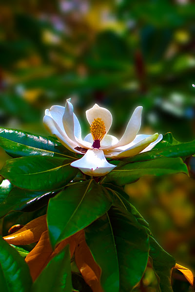 Magnolia | Project Noah