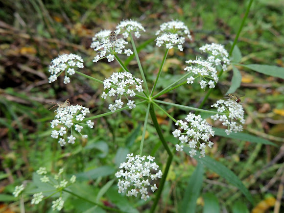 Water Parsnip | Project Noah