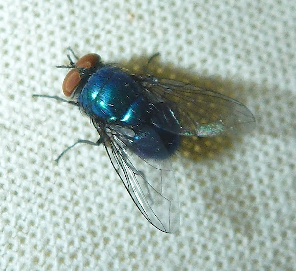 Blue Bottle Fly | Project Noah