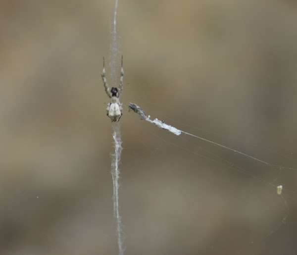 Hackled orb weaver | Project Noah