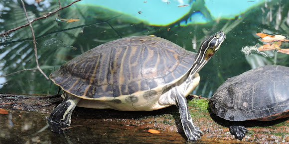 Peninsula Cooter | Project Noah