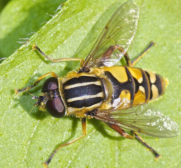 Hoverfly | Project Noah