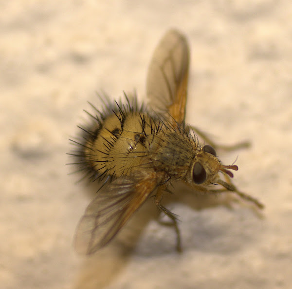 Hedgehog Fly or Tachinid Fly | Project Noah