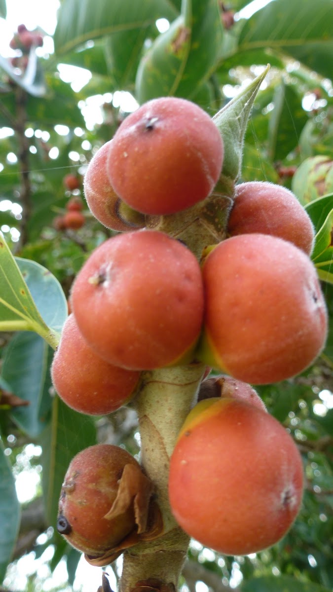 Ficus fruit | Project Noah