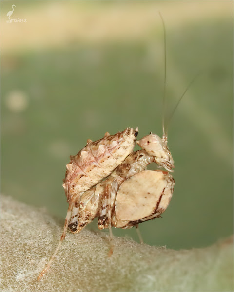 Indian Unicorn Boxer Mantis Nymph | Project Noah