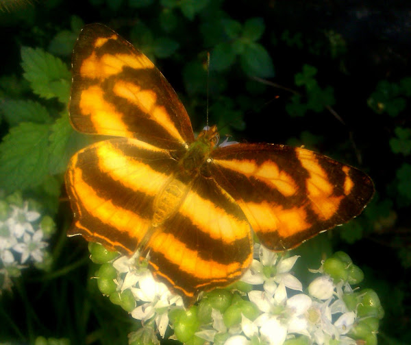 Himalayan Jester | Project Noah