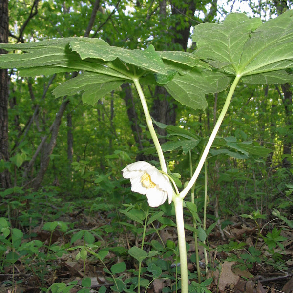 Mayapple | Project Noah