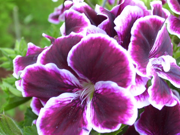 Martha Washington geranium | Project Noah
