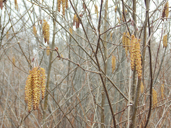 Smooth Alder | Project Noah