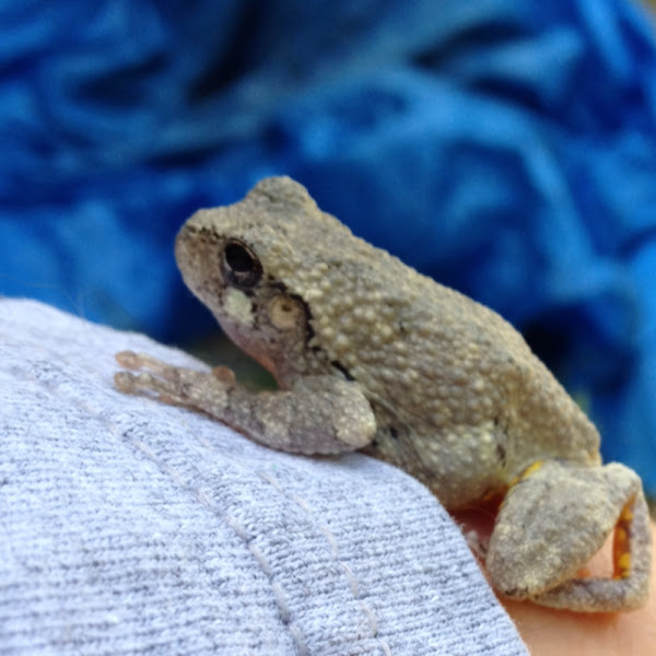 Gray Tree Frog | Project Noah