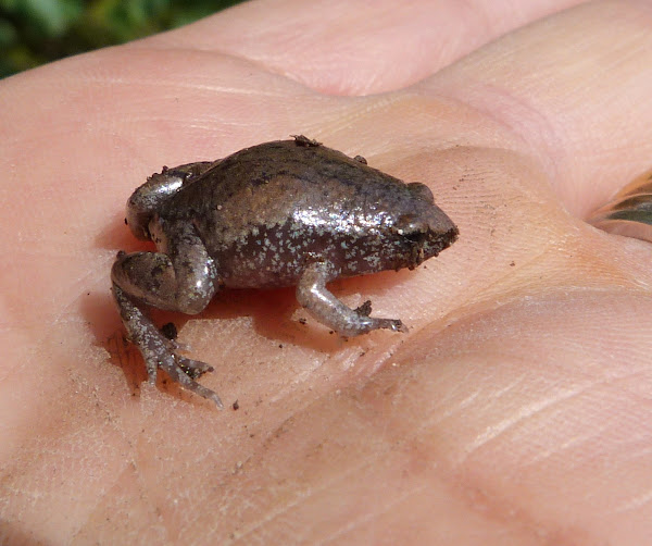 Eastern narrow-mouthed toad | Project Noah