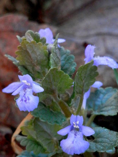Creeping Charlie/Gill-over-the-ground | Project Noah
