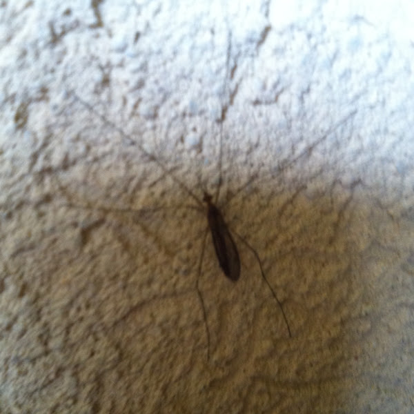 Crane Fly | Project Noah