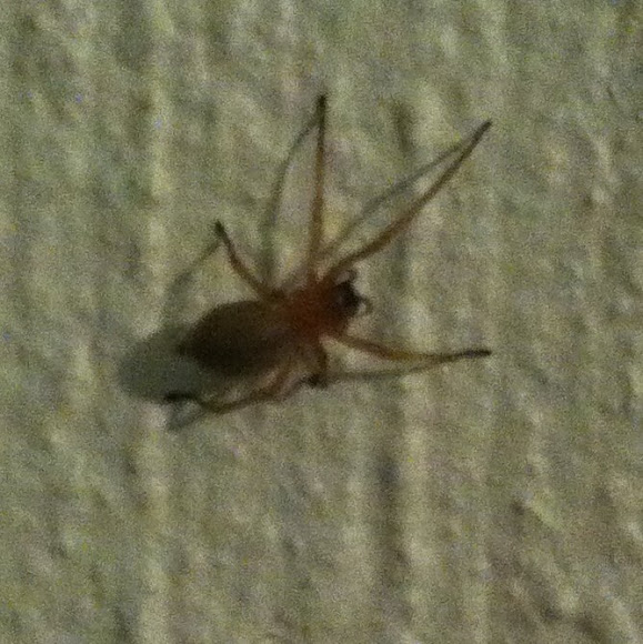 The Sac Spider | Project Noah