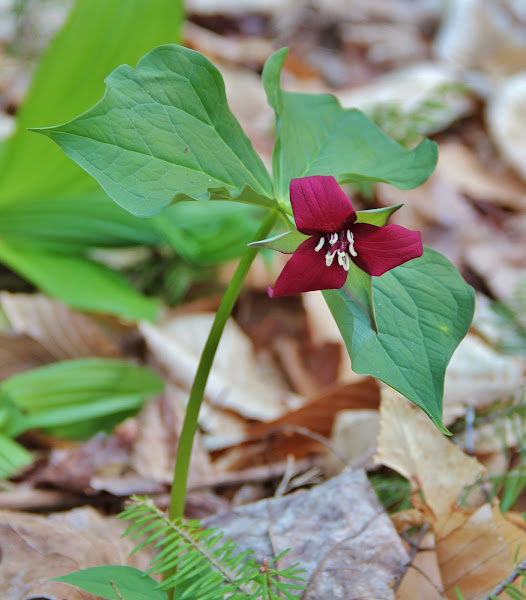 Trillium | Project Noah