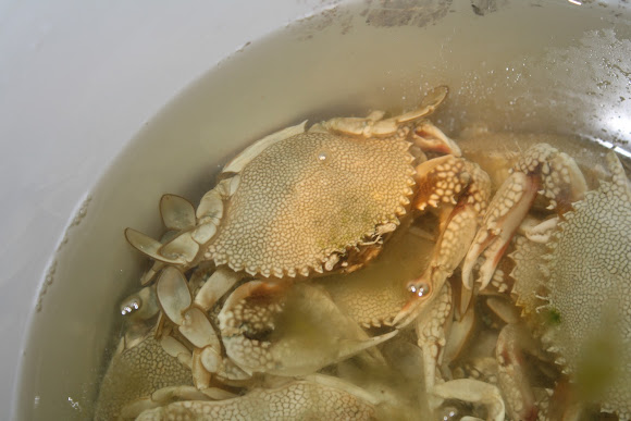Speckled Swimming Crab | Project Noah