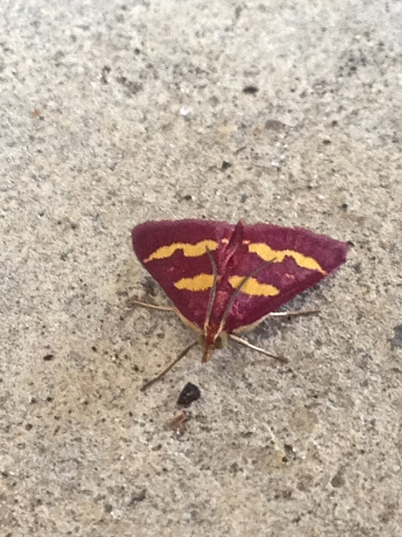 Coffee-Loving Pyrausta Moth | Project Noah